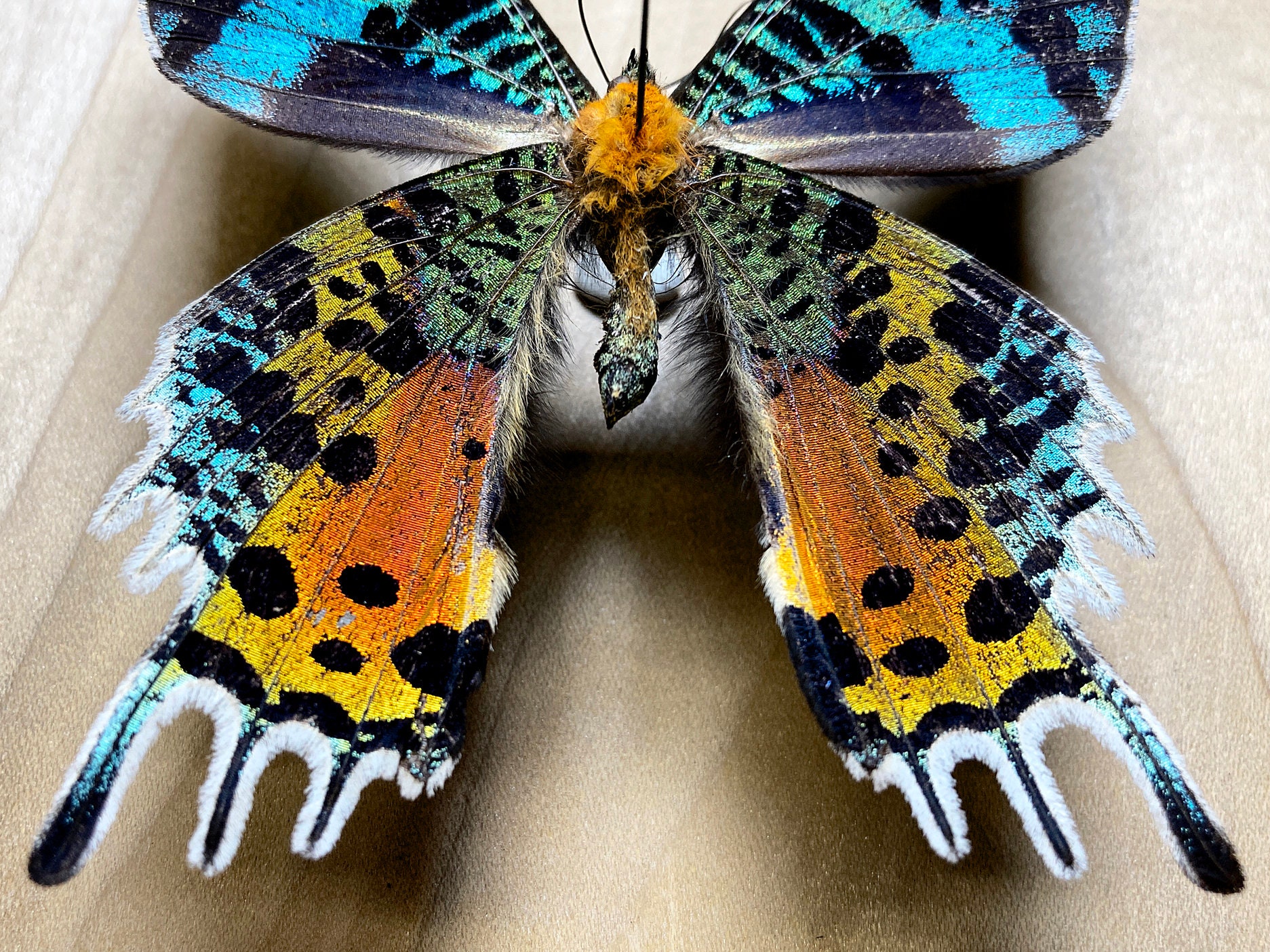 Madagascar Sunset Moth Chrysiridia rhipheus for Specimen | Etsy