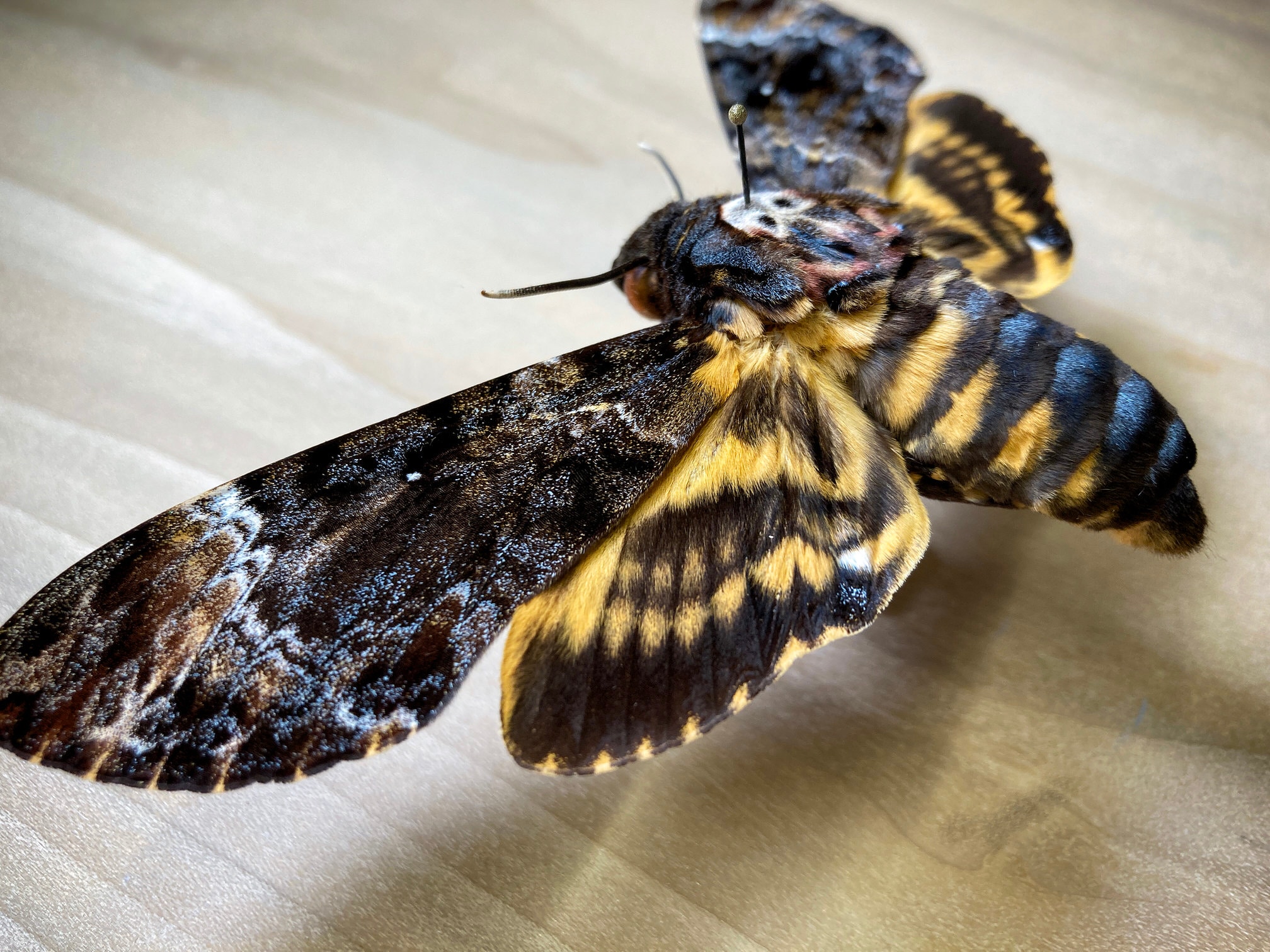 Death's Head Moth Acherontia Lachesis Real Specimen for - Etsy