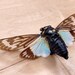 Real Splendid Cicada Tosena Splendida for Photography Insect Taxidermy ...