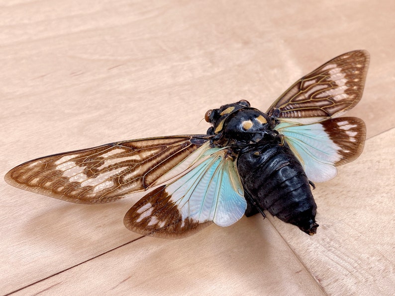 Real Splendid Cicada Tosena Splendida for Photography Insect Taxidermy ...
