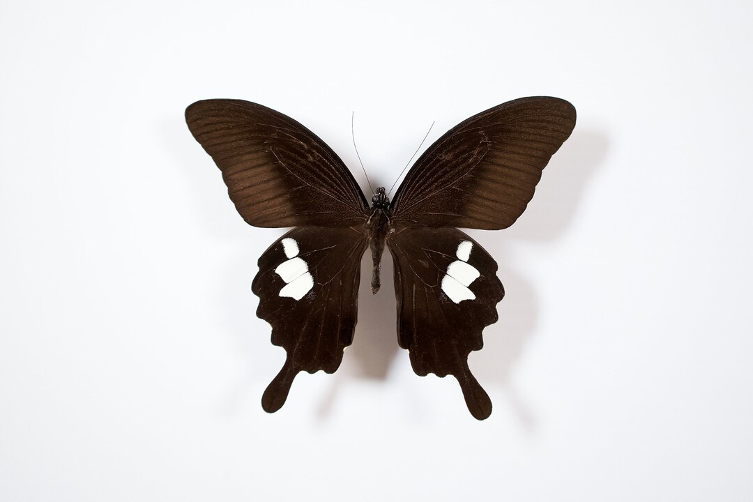 Real Swallowtail Butterfly Red Helen Papilio Helenus for Insect ...