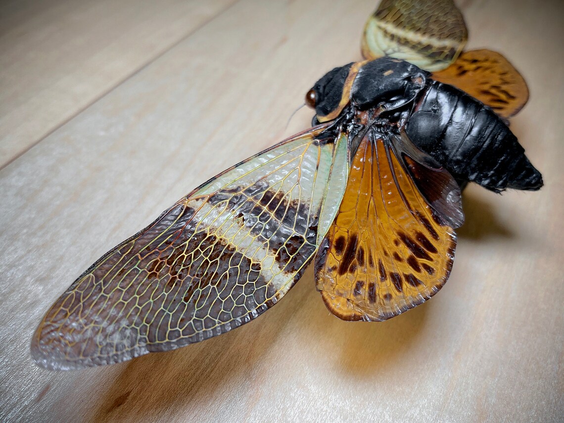 Large Halloween Black Orange Cicada Angamiana Floridula for - Etsy