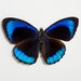 Real Blue Glory Butterfly Framed Asterope Optima Black Natural - Etsy