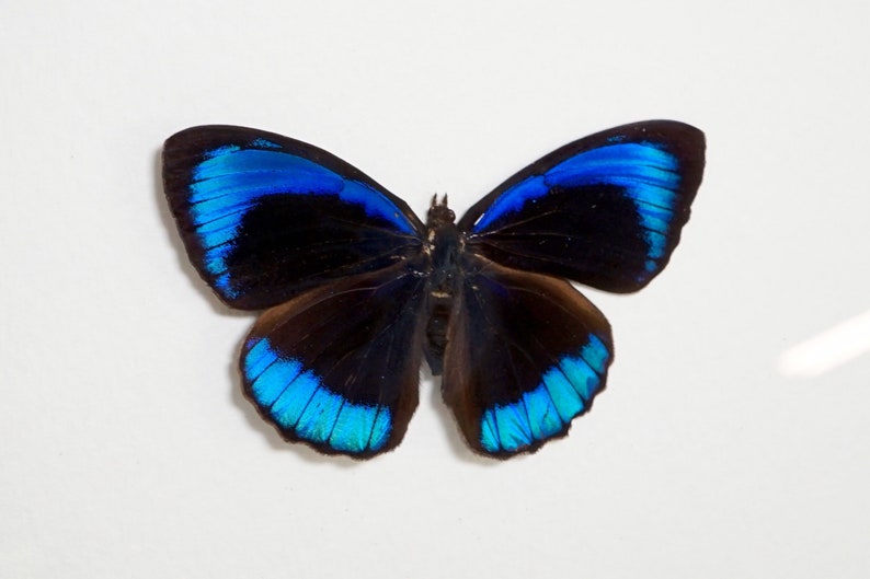 Real Blue Glory Butterfly Framed Asterope Optima Black Natural - Etsy