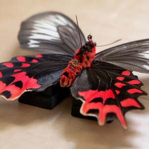 Real Vampire Butterfly Atrophaneura Semperi for Collection Insect ...