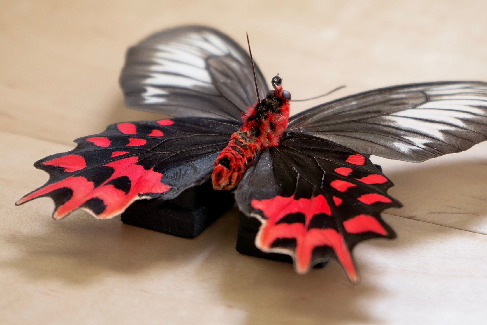 Real Vampire Butterfly Atrophaneura Semperi for Collection - Etsy