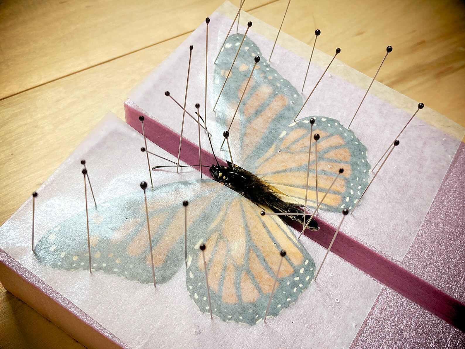 Insect Specimen Pins for Bug Pinning Entomology Study Insect - Etsy