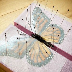 Insect Specimen Pins for Bug Pinning, Entomology Study, Insect ...