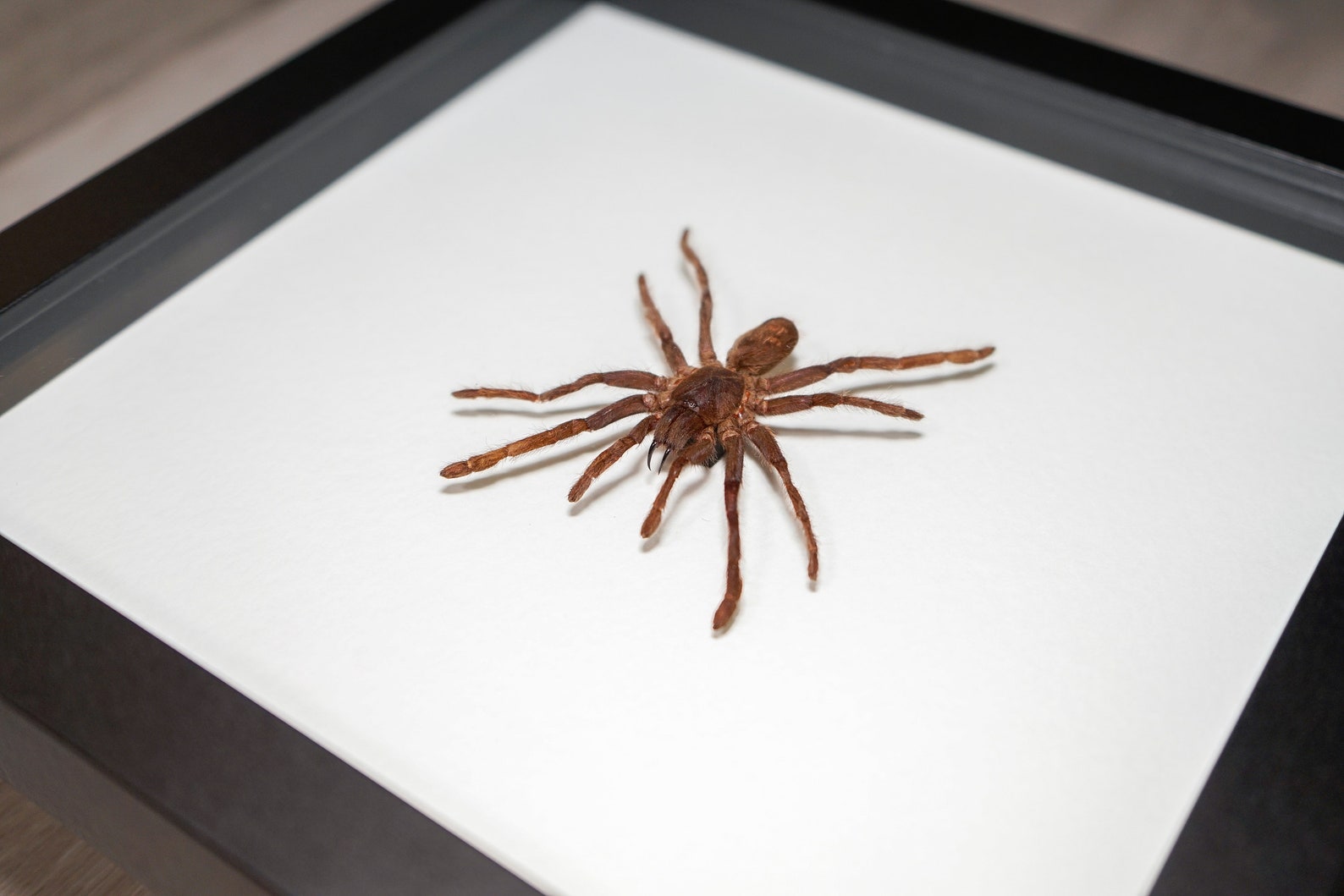 Real Framed Tarantula in Black Shadowbox Gothic Wall Art - Etsy
