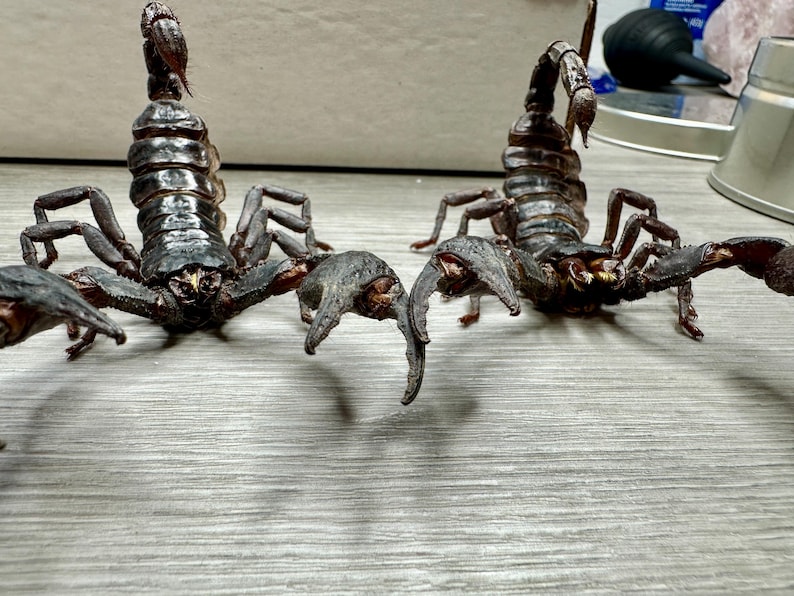 MASSIVE Real Asian Forest Scorpion Heterometrus Spinifer | Giant 6 ...
