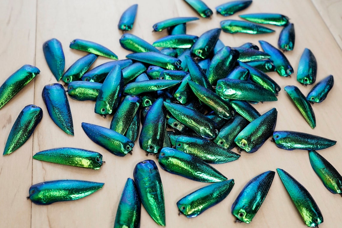 Real Jeweled Beetle Wings Elytra for Jewelry Embellishment Art - Etsy