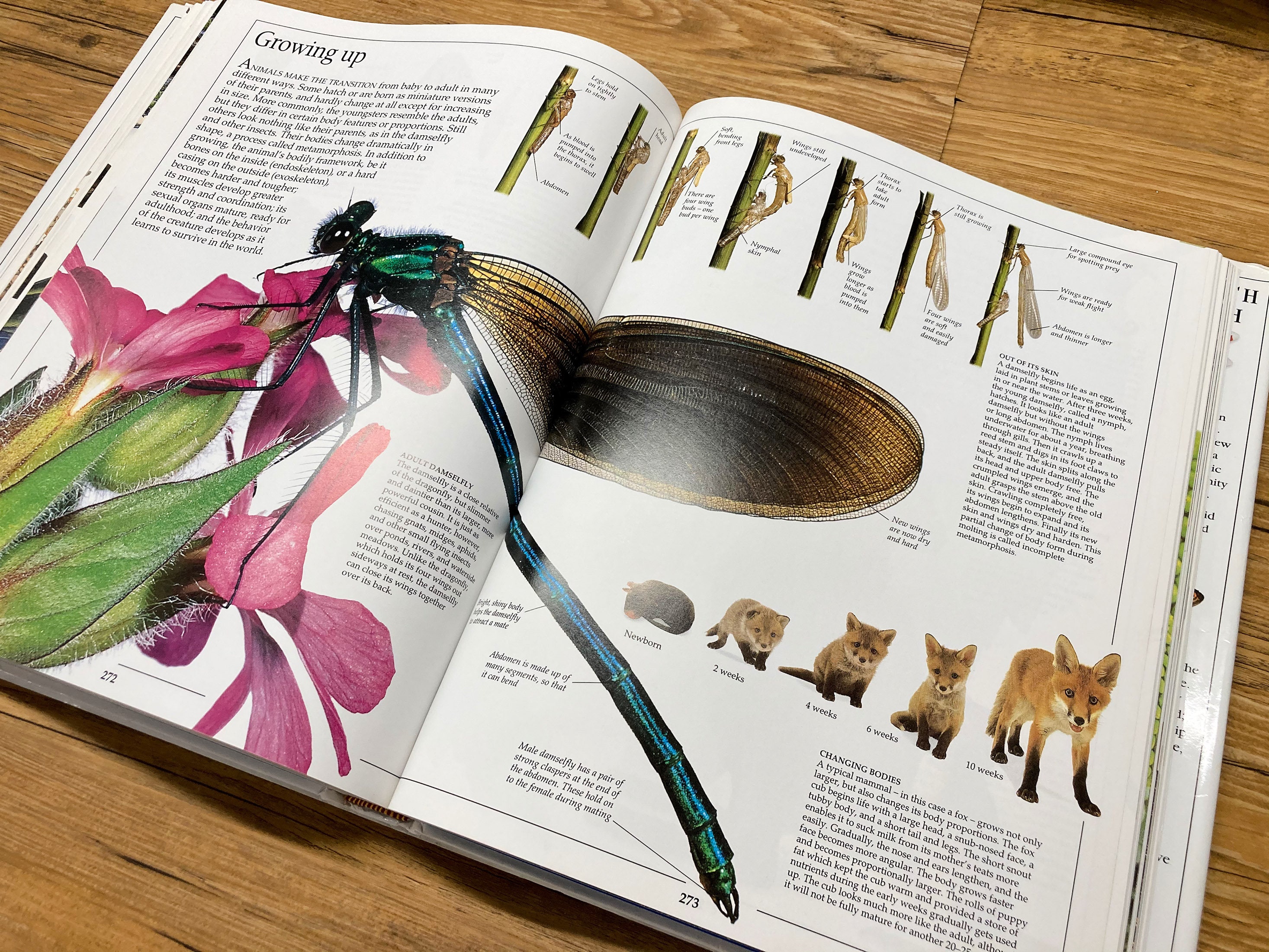 Natural Earth Living Earth A Natural History Reference Book | Etsy