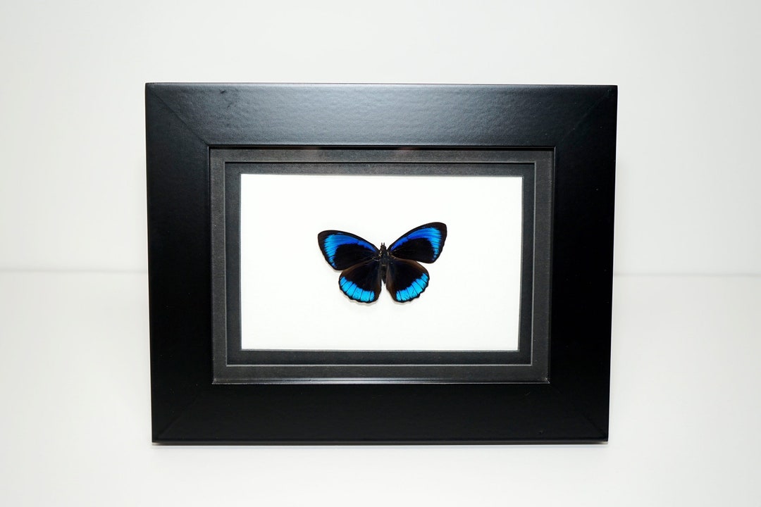 Real Blue Glory Butterfly Framed Asterope Optima Black Natural History ...