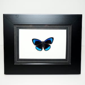 Real Blue Glory Butterfly Framed Asterope Optima Black Natural History ...