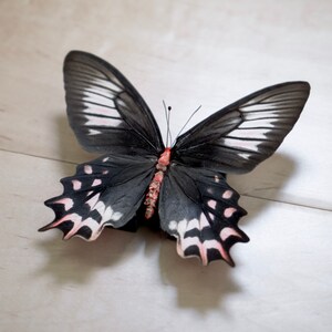 Real Vampire Butterfly Atrophaneura Semperi for Collection Insect ...