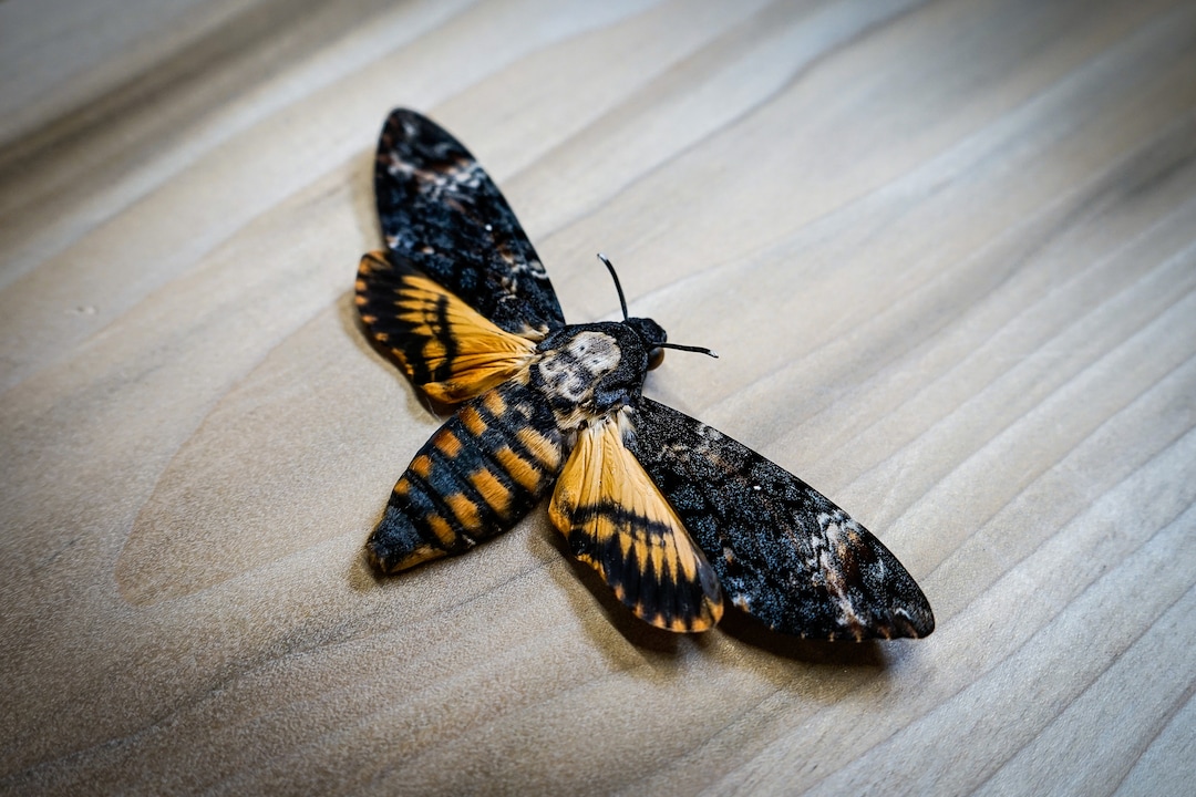 Death's Head Moth, Acherontia Atropos Hawkmoth, Real Specimen for ...