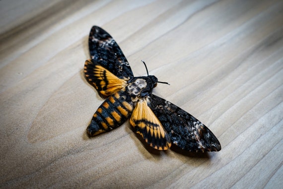 Death's Head Moth Acherontia Atropos Hawkmoth Real - Etsy