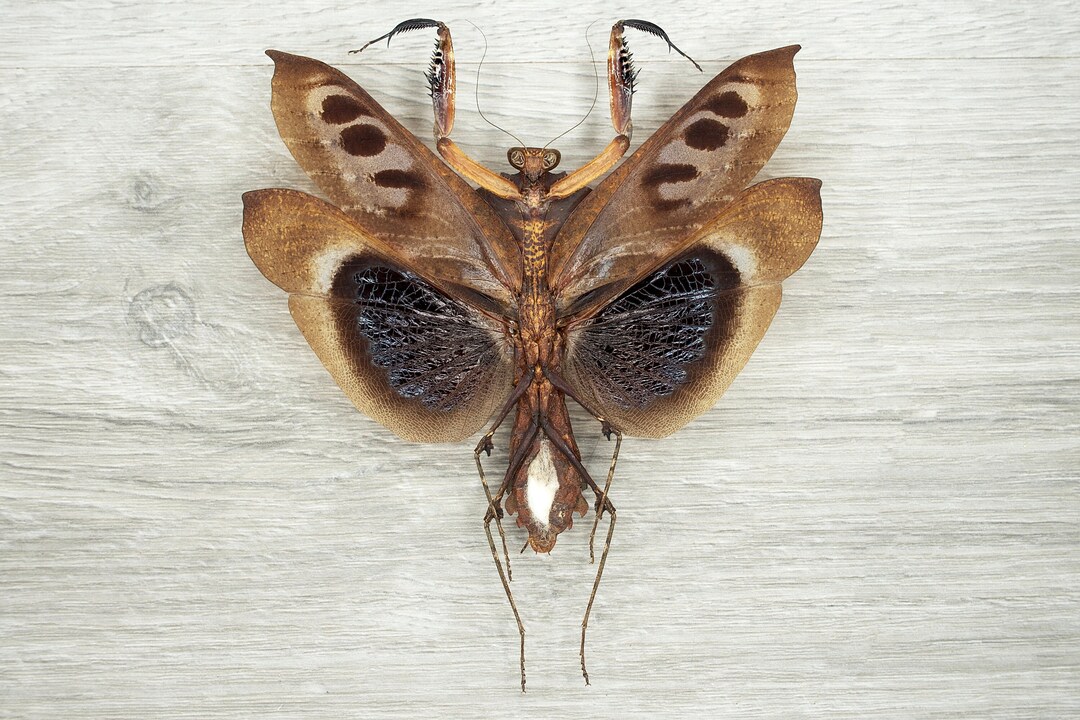 OVERSTOCK Dead-leaf Praying Mantis Deroplatys Dessicata Male Specimens ...