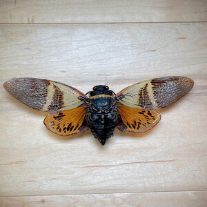 Large Halloween Black Orange Cicada Angamiana Floridula for Insect ...