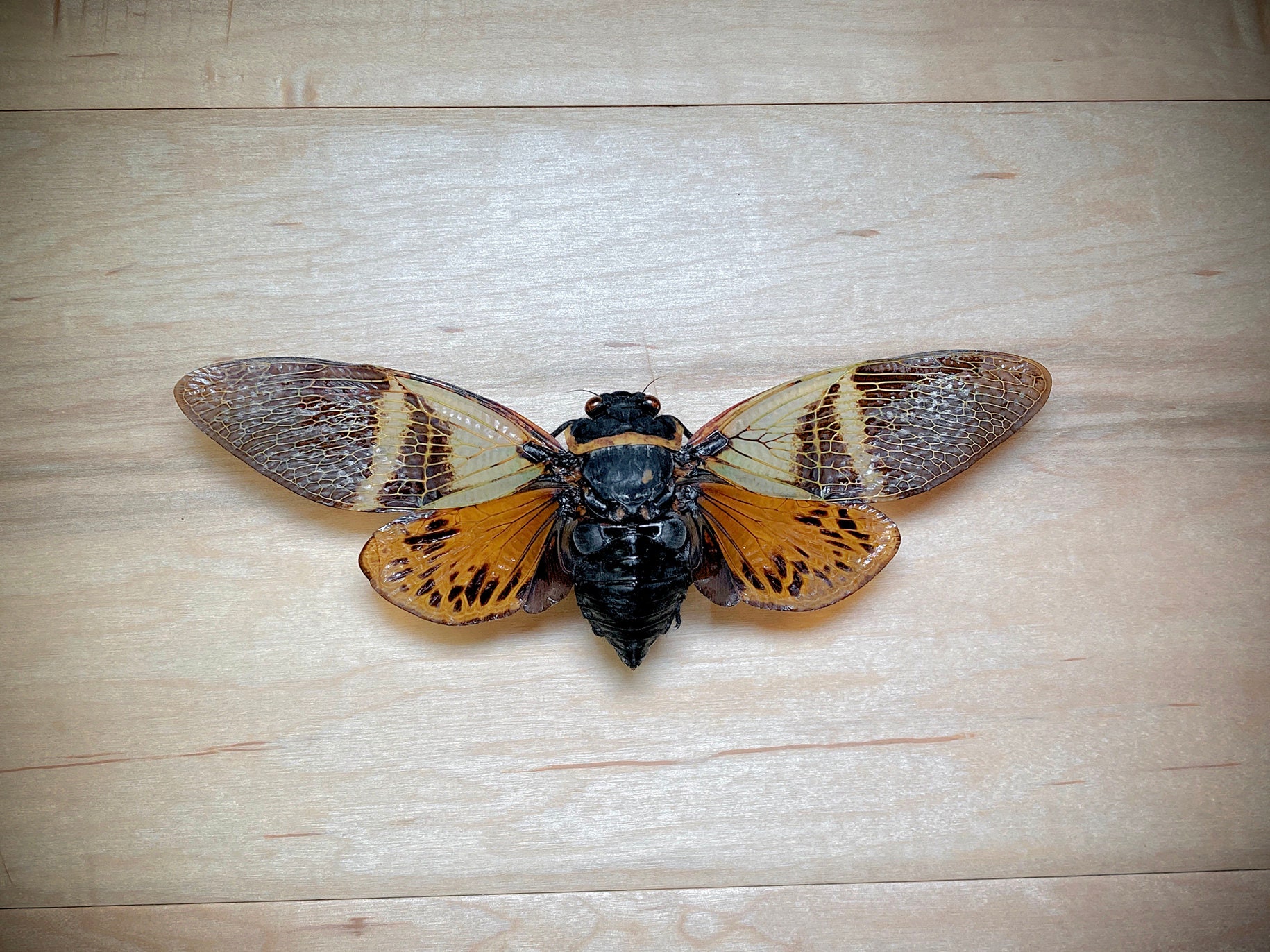 Large Halloween Black Orange Cicada Angamiana Floridula for | Etsy