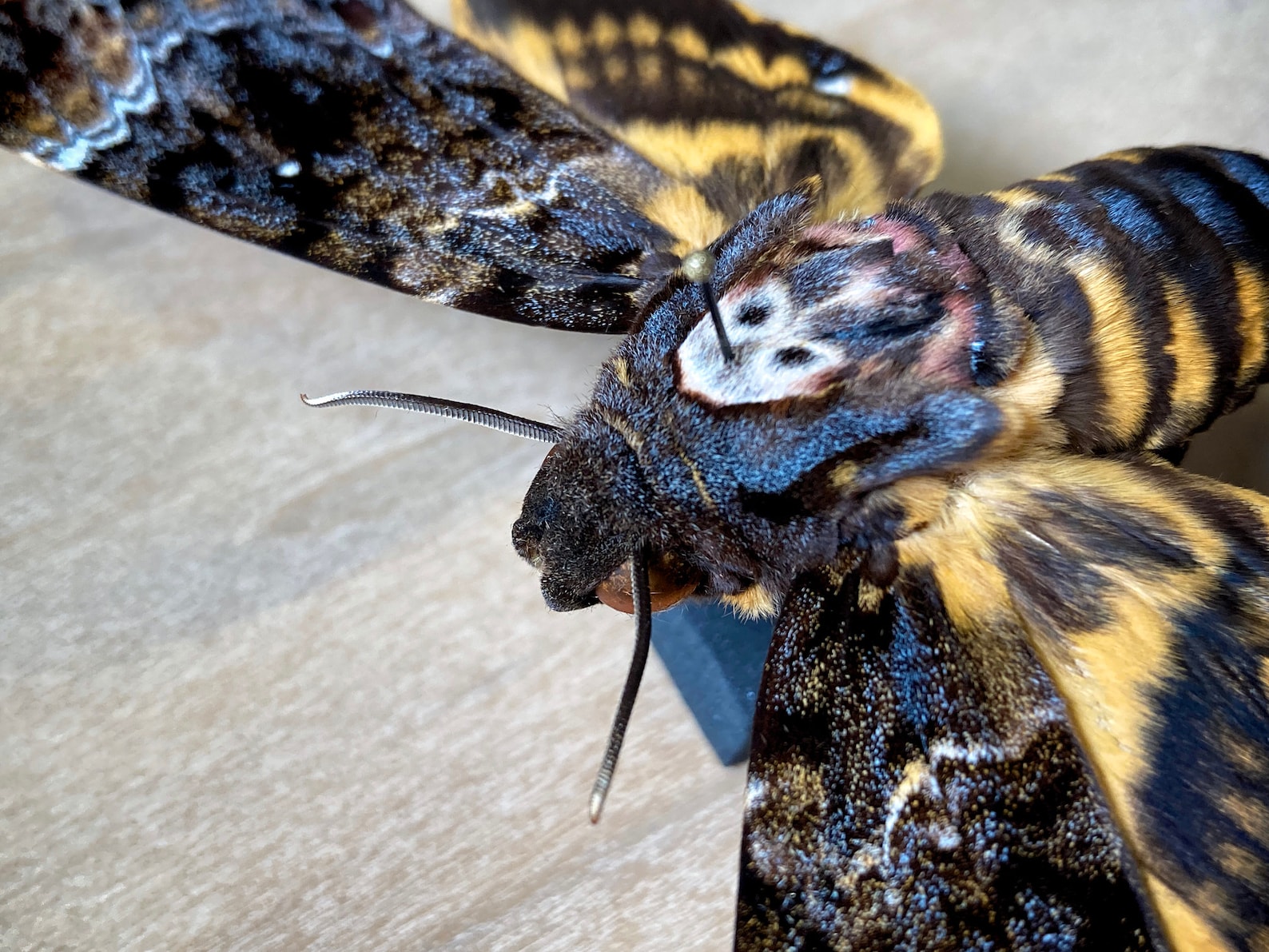 Death's Head Moth Acherontia Lachesis, Real Specimen for Bug Pinning ...
