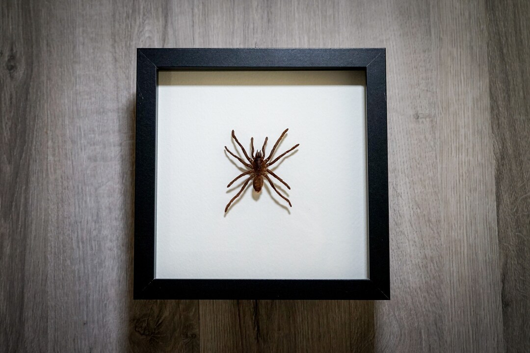 Real Framed Tarantula in Black Shadowbox Gothic Wall Art Curiosity ...