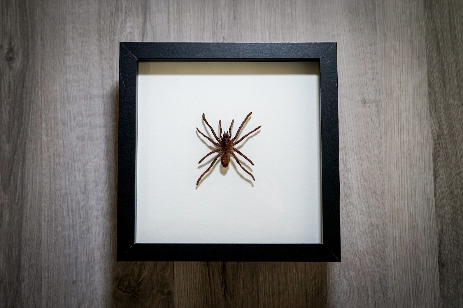 Real Framed Tarantula in Black Shadowbox Gothic Wall Art - Etsy