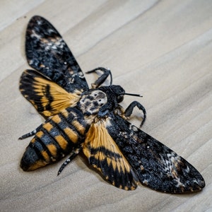 Death's Head Moth, Acherontia Atropos Hawkmoth, Real Specimen for ...