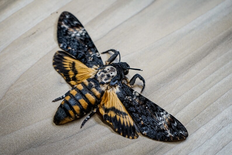 Death's Head Moth Acherontia Atropos Hawkmoth Real - Etsy