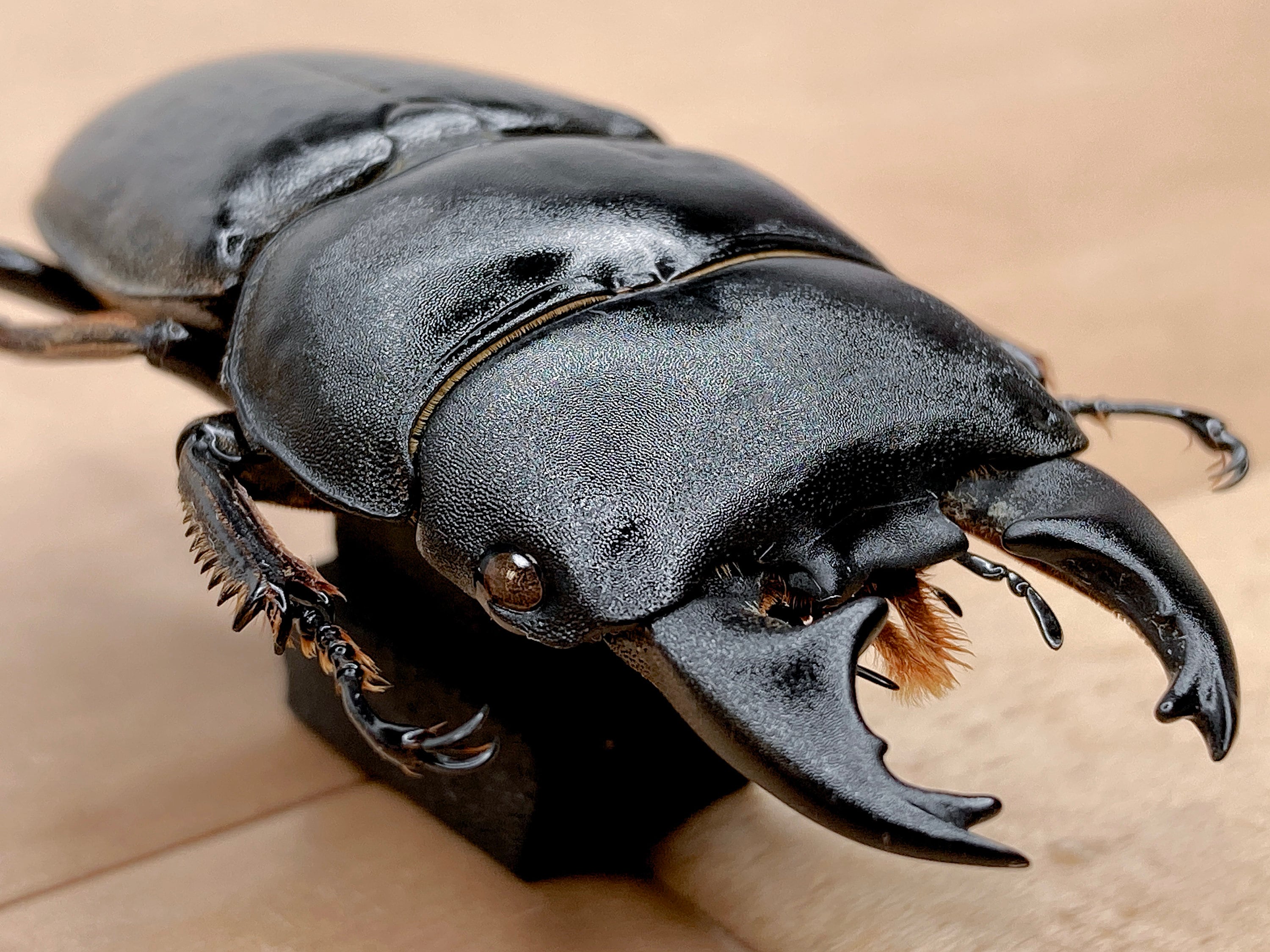 Large Black Stag Beetle Dorcus Bucephalus for Photography | Etsy
