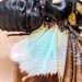 Real Splendid Cicada Tosena Splendida for Photography Insect Taxidermy ...