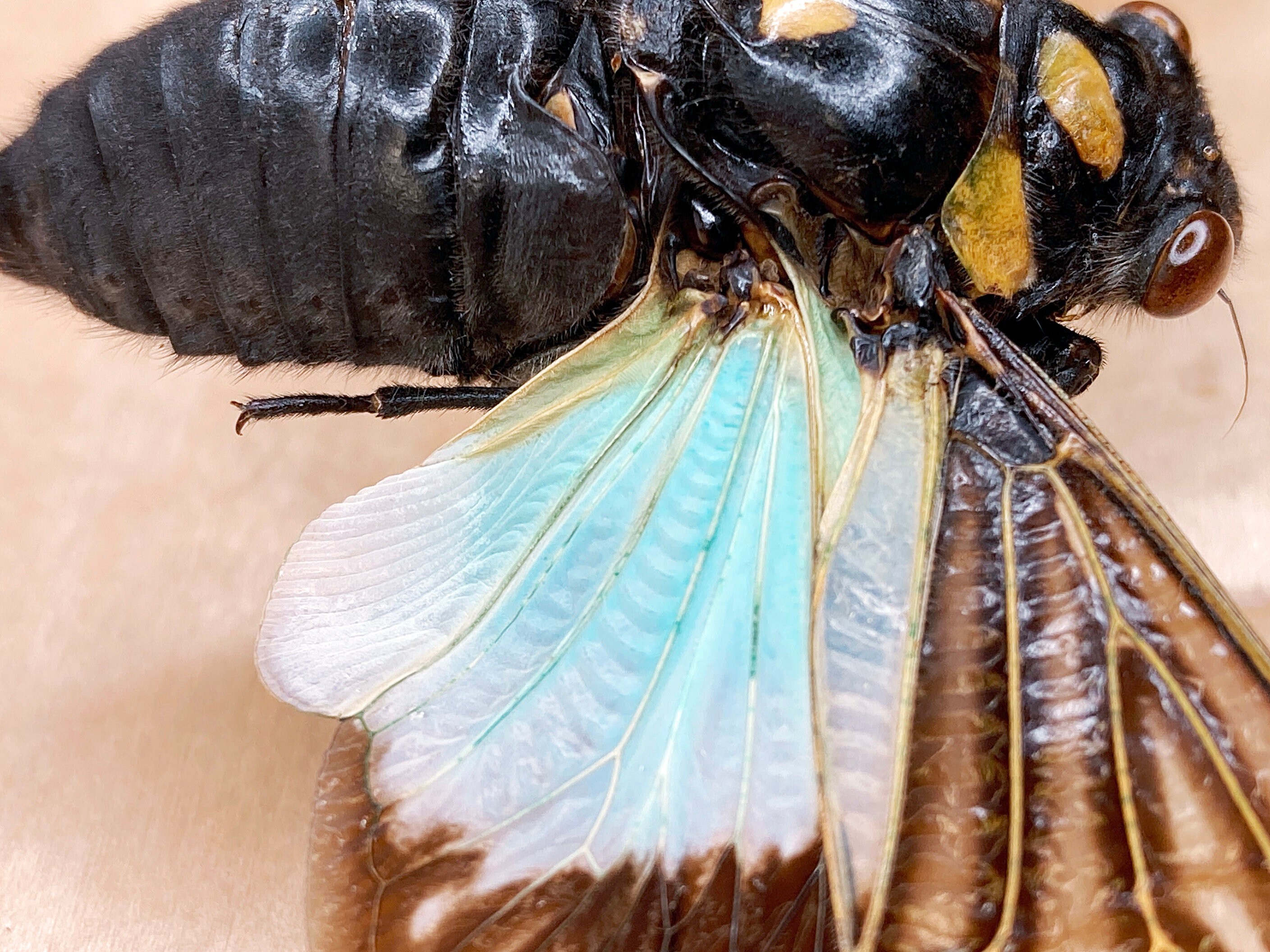 Real Splendid Cicada Tosena Splendida for Photography Insect Taxidermy ...