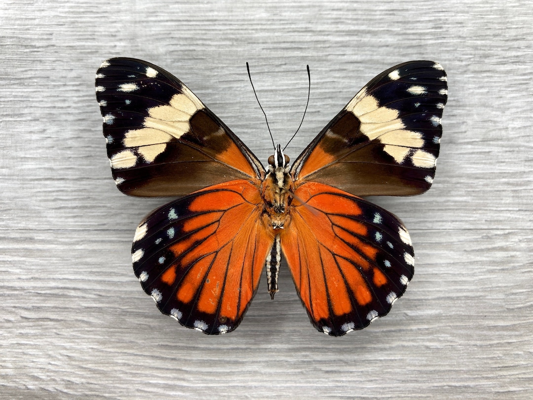 Real Framed Red Cracker Butterfly Hamadryas Amphinome Red Blue Black ...