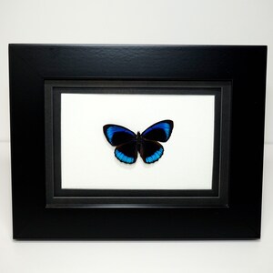 Real Blue Glory Butterfly Framed Asterope Optima Black Natural History ...