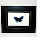 Real Blue Glory Butterfly Framed Asterope Optima Black Natural - Etsy