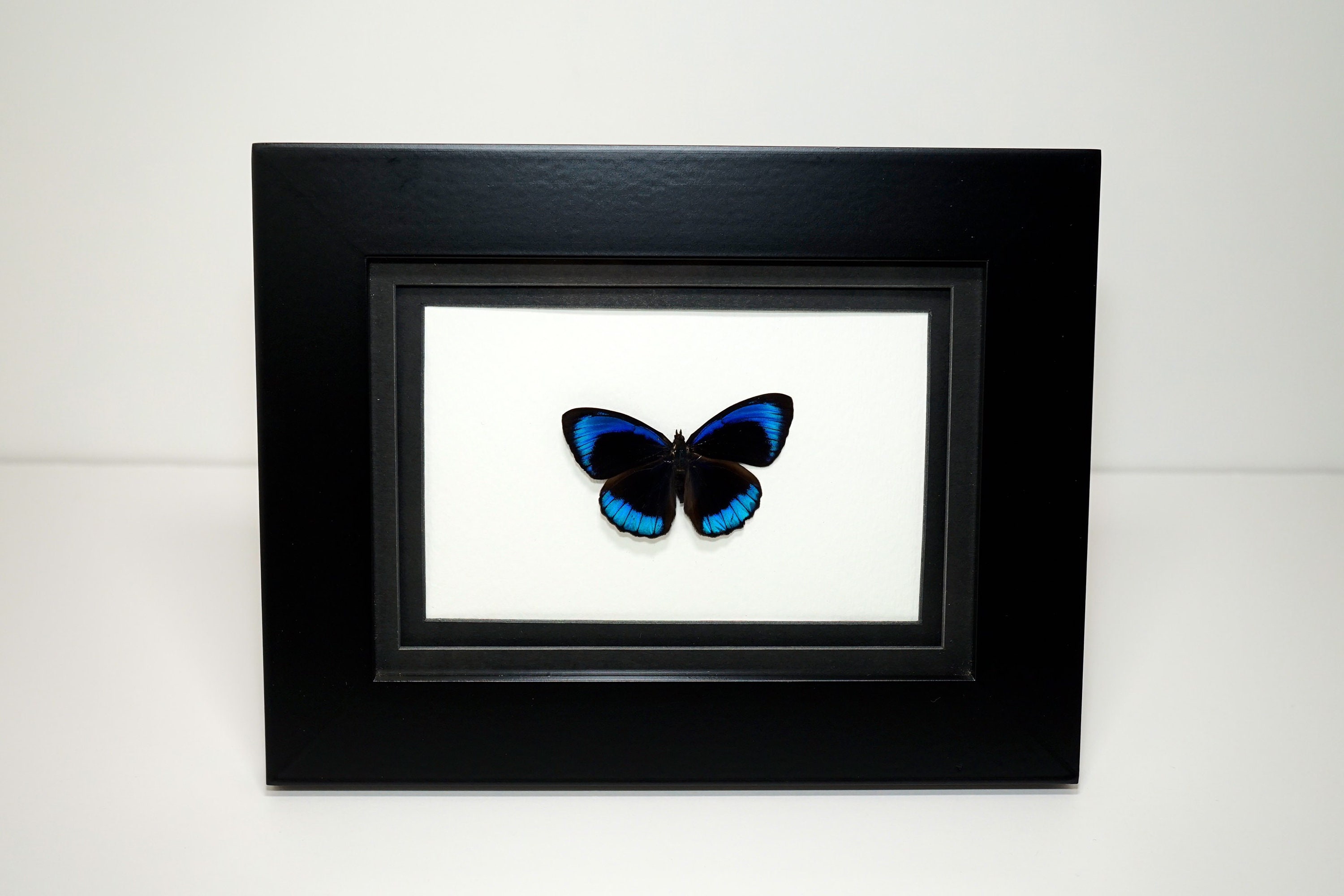Real Blue Glory Butterfly Framed Asterope Optima Black Natural - Etsy