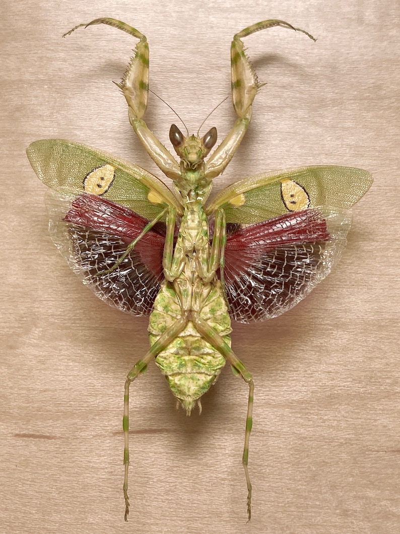 Real Praying Mantis Creobroter gemmatus specimen Insect | Etsy