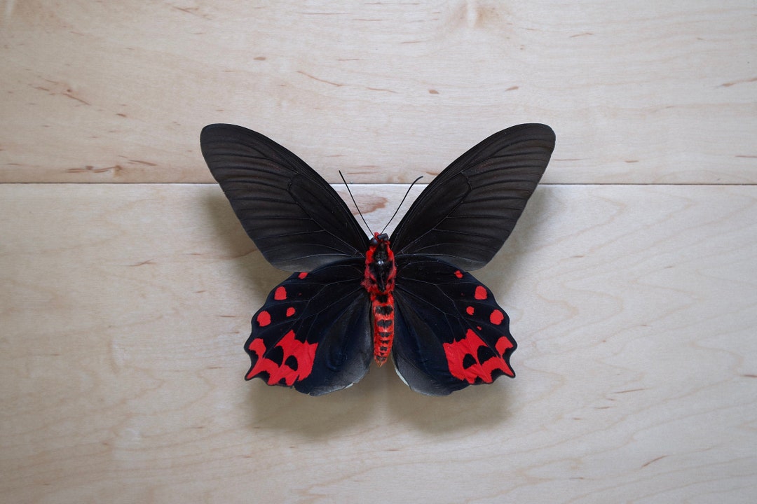 Real Vampire Butterfly Atrophaneura Semperi for Collection Insect ...