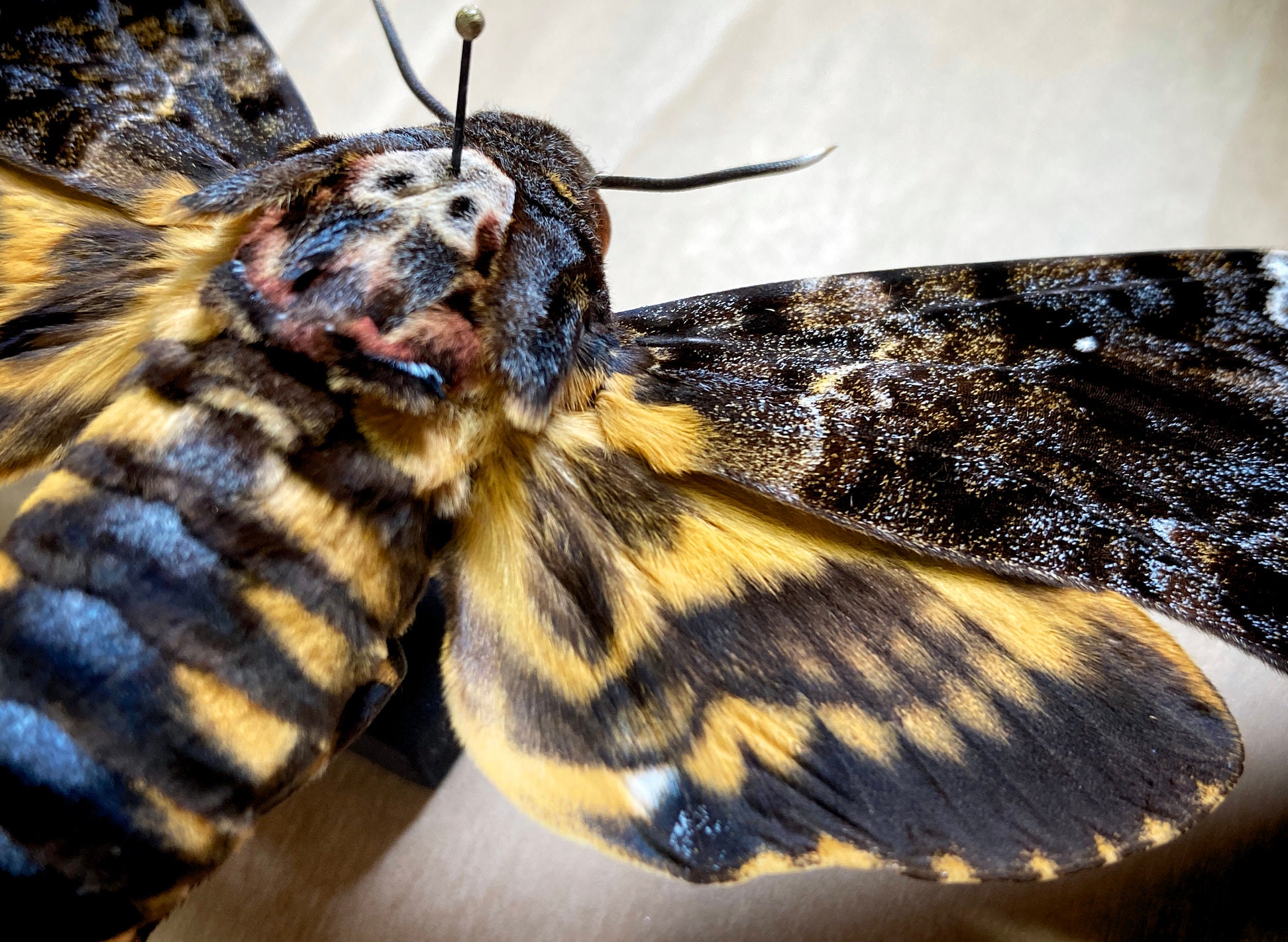Death's Head Moth Acherontia Lachesis Real Specimen for - Etsy