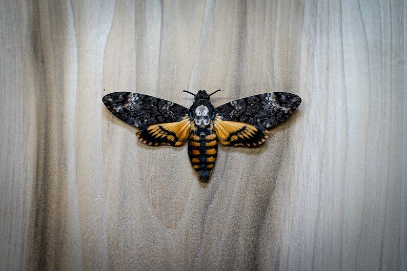 Death's Head Moth Acherontia Atropos Hawkmoth Real - Etsy