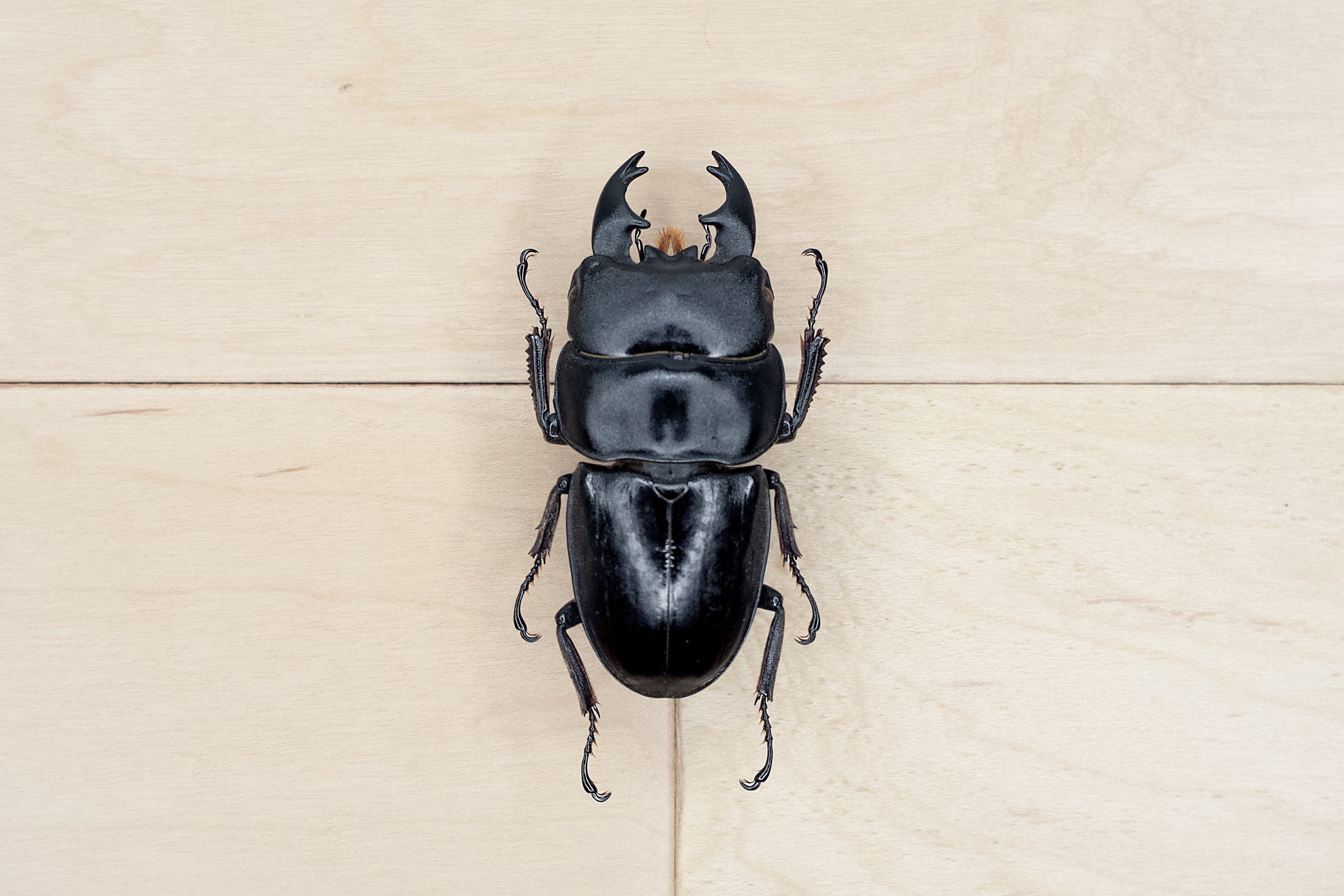 Large Black Stag Beetle Dorcus Bucephalus for Photography | Etsy
