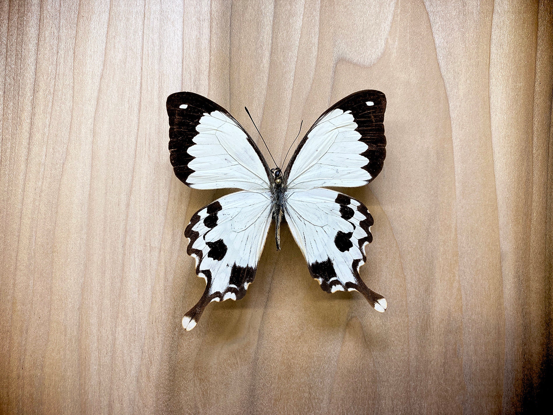 White Swallowtail Butterfly Specimen: Papilio Dardanus Entomology ...