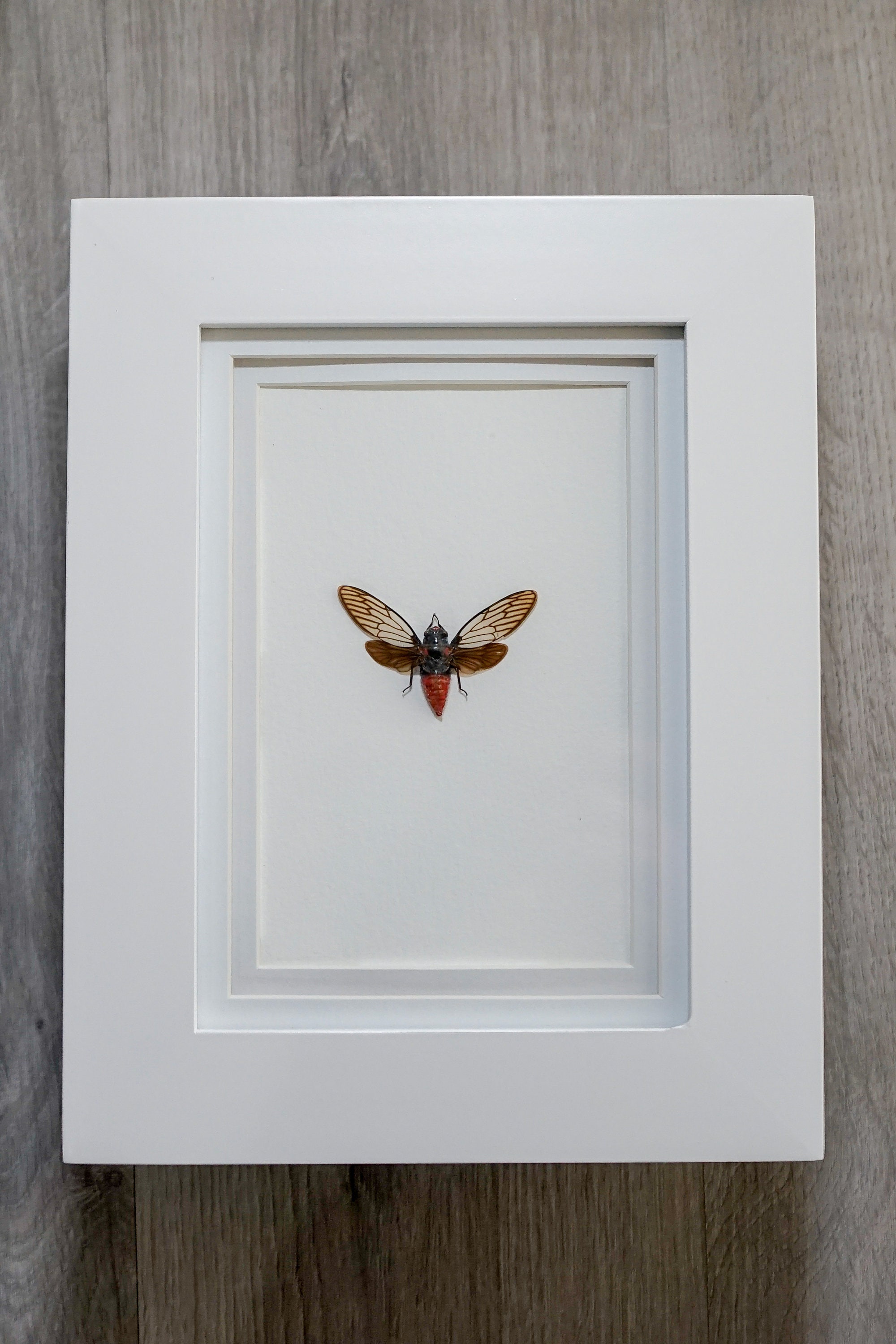 Real Fire Cicada Red Devil Natural Preserved Insect Framed | Etsy
