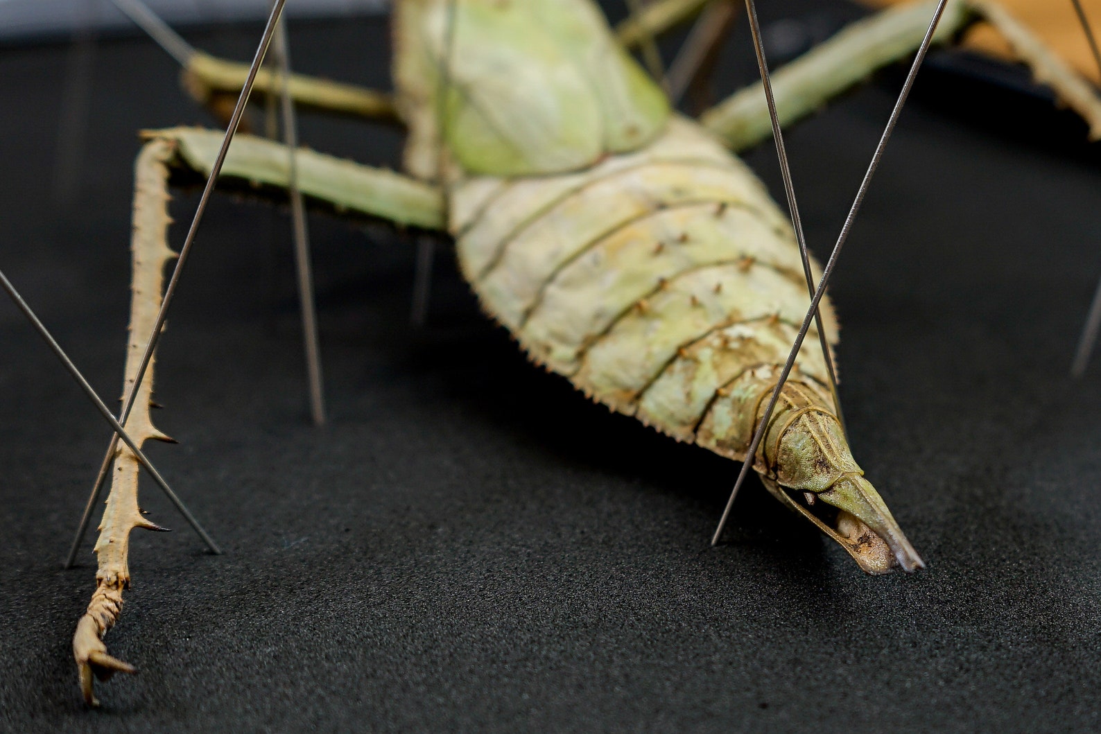 Wholesale Stainless Steel Floral Corsage Pins 3 inch Bug | Etsy