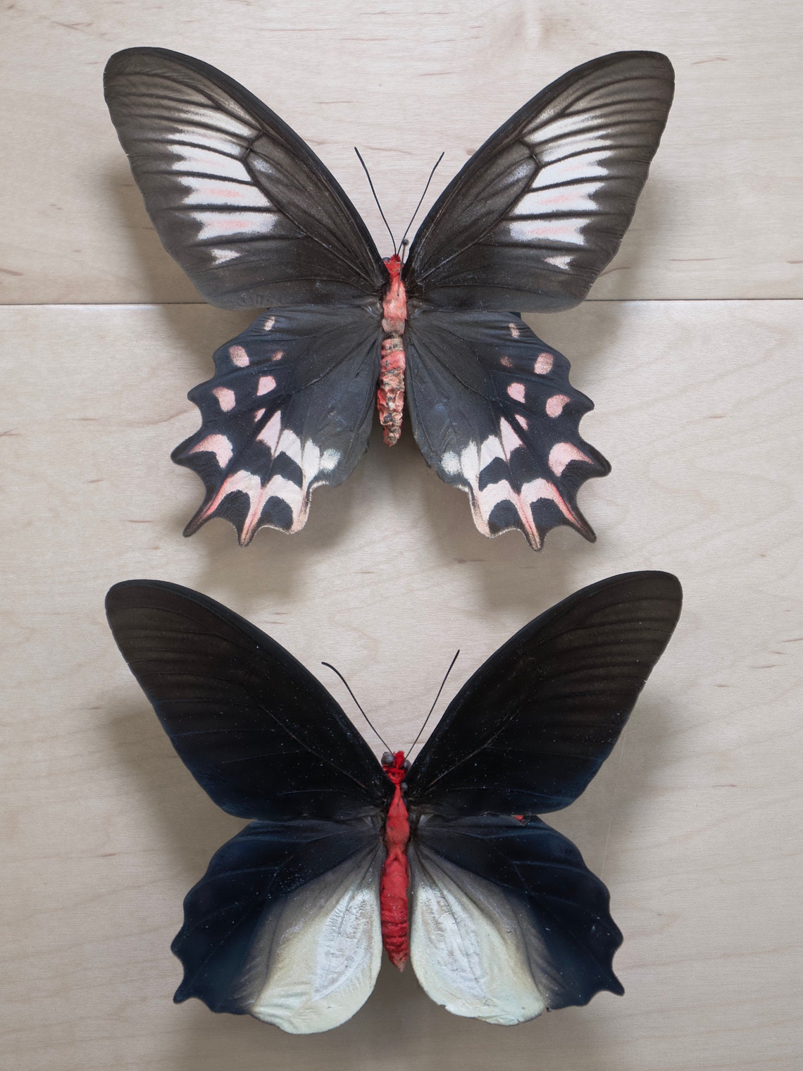 Real Vampire Butterfly Atrophaneura Semperi for Collection - Etsy