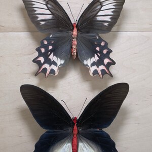 Real Vampire Butterfly Atrophaneura Semperi for Collection Insect ...