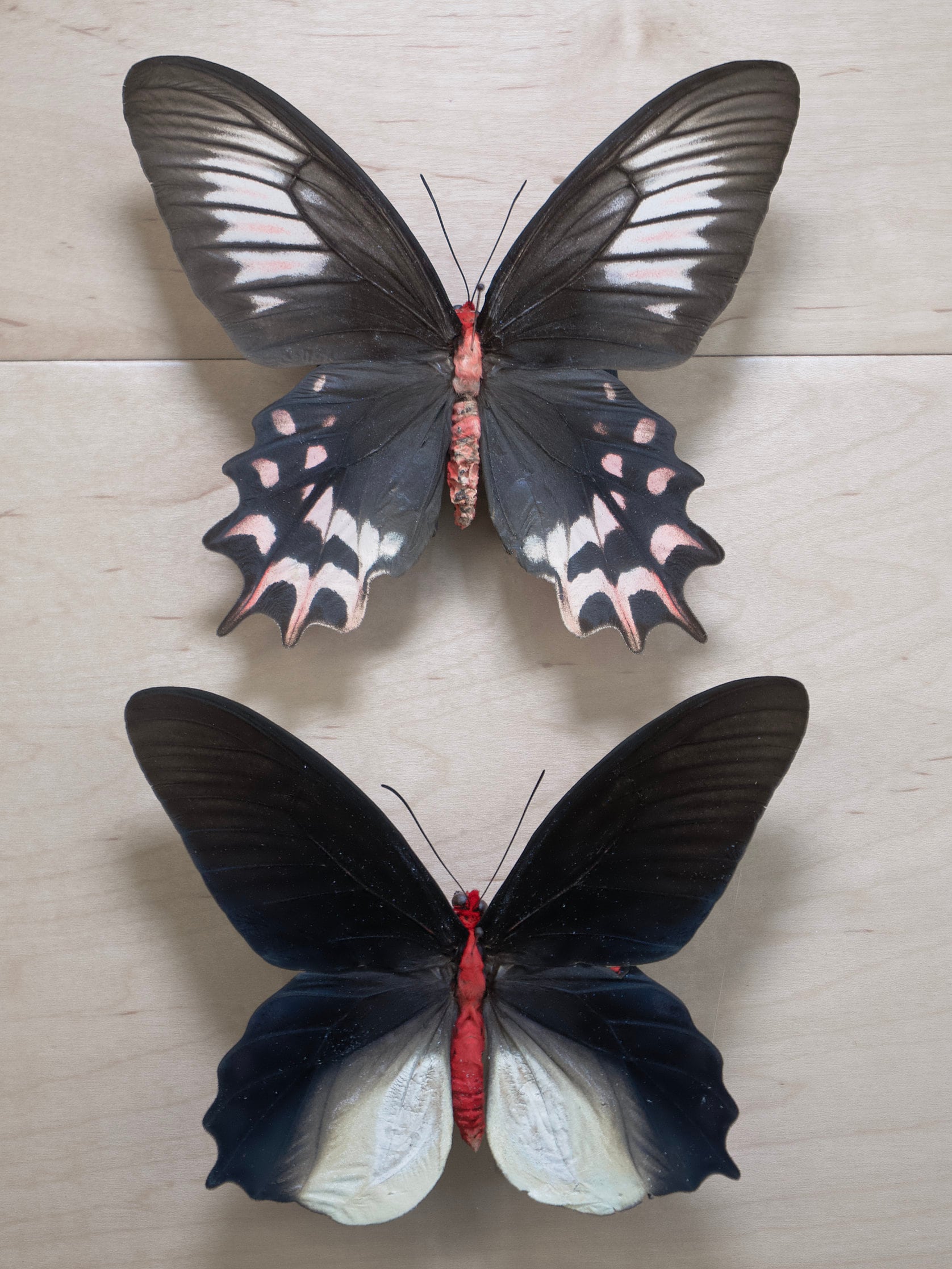 Real Vampire Butterfly Atrophaneura Semperi for Collection - Etsy