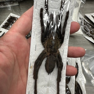 Real Black Tiger Tarantula M, L, XL Cyriopagopus Minax Photography Prop ...