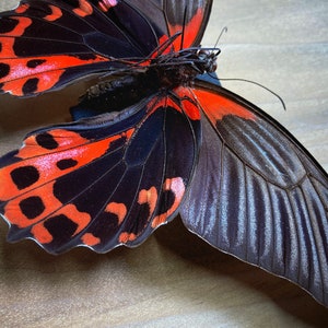 Scarlet Mormon Butterfly, Papilio Rumanzovia, Red Black Swallowtail Bug ...
