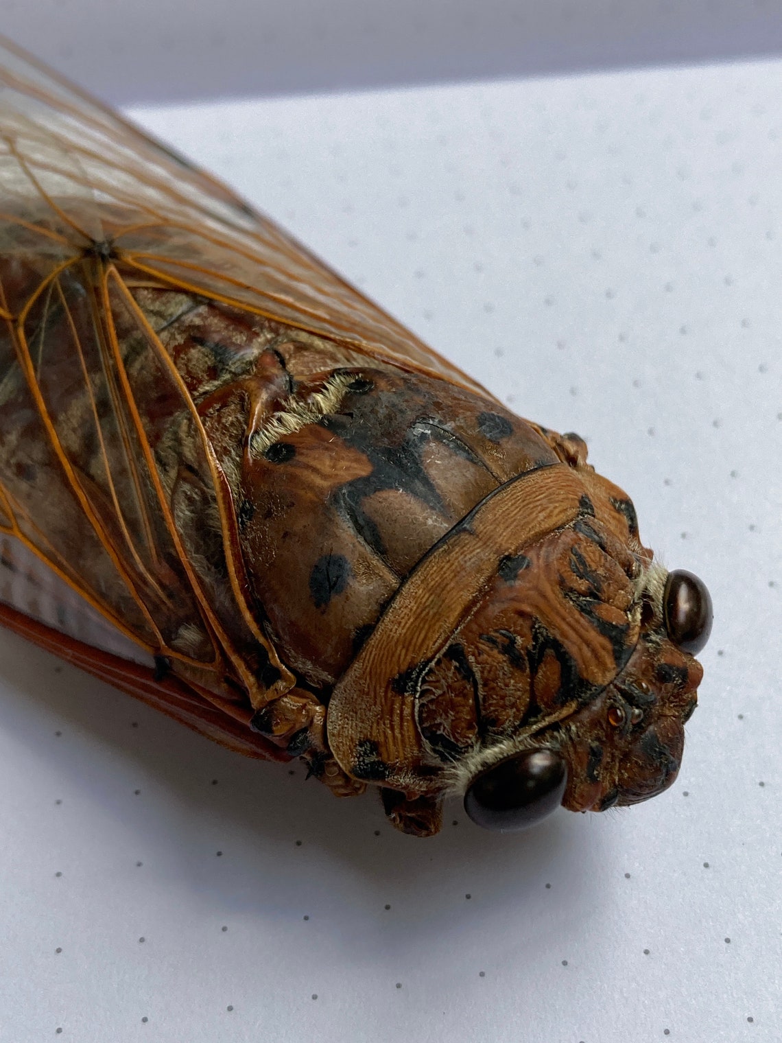 GIANT Empress Cicada Megapomponia Imperatoria for Entomology - Etsy